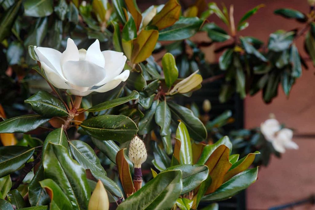 10 Dwarf Magnolia Tree Varieties - Plantglossary