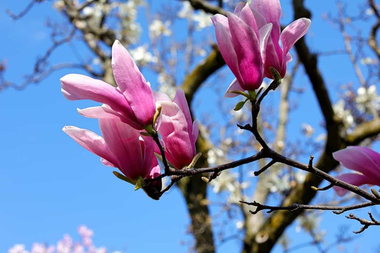17 Magnolia Trees with Pink Flowers (with Pictures) - Plantglossary