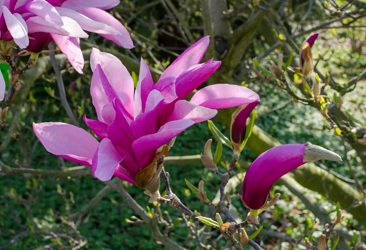 17 Magnolia Trees with Pink Flowers (with Pictures) - Plantglossary