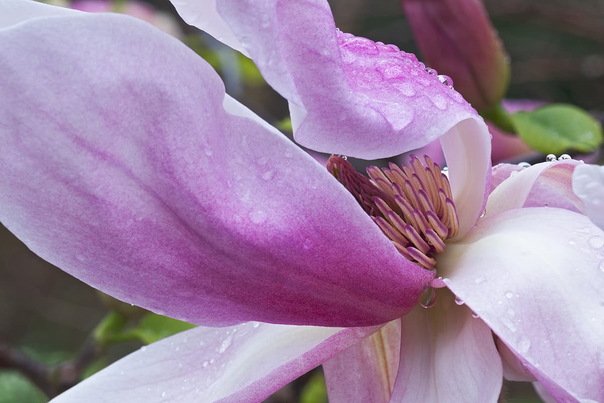 17 Magnolia Trees with Pink Flowers (with Pictures) - Plantglossary