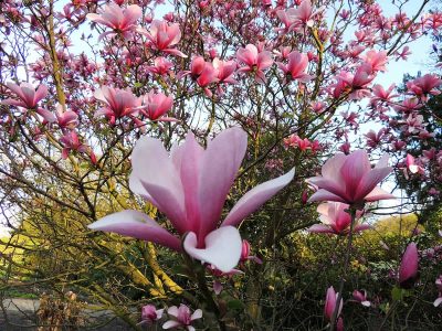 17 Magnolia Trees with Pink Flowers (with Pictures) - Plantglossary