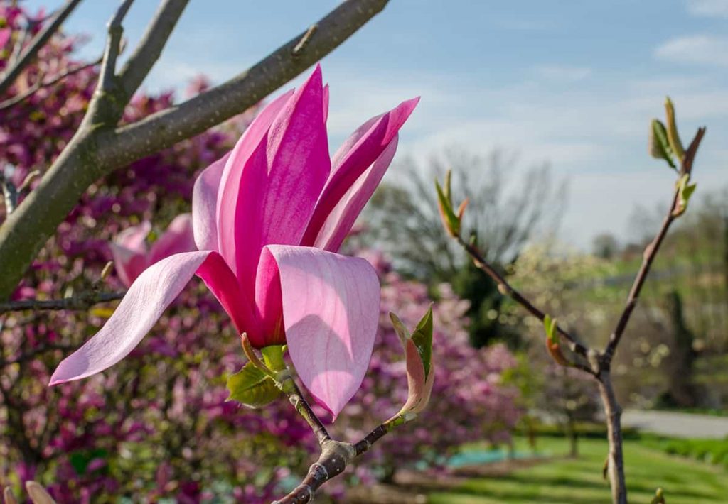 17 Magnolia Trees with Pink Flowers (with Pictures) - Plantglossary