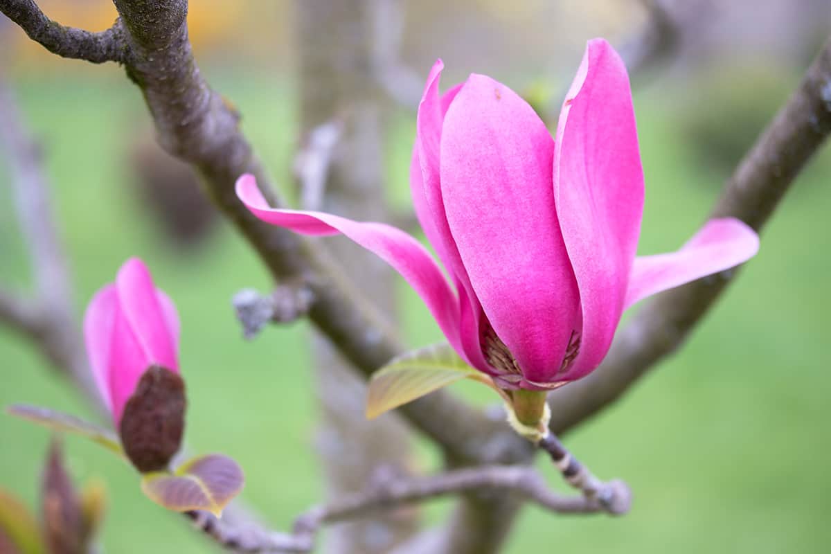 17 Magnolia Trees with Pink Flowers (with Pictures) - Plantglossary