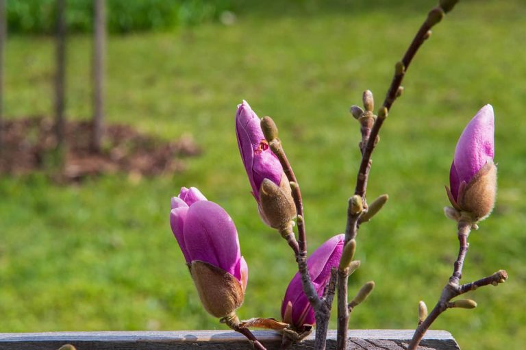 10 Dwarf Magnolia Tree Varieties - Plantglossary
