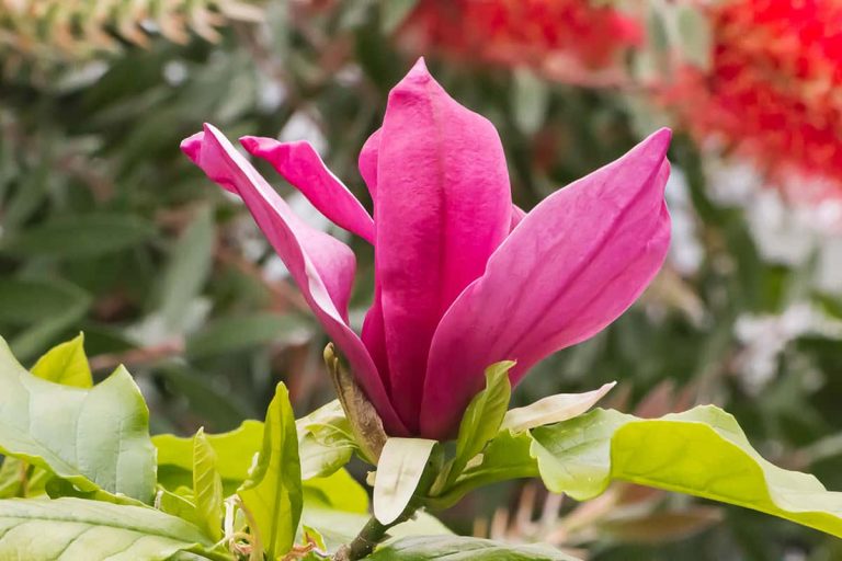 Magnolia Liliiflora Bird: Care & Growing Guide - Plantglossary