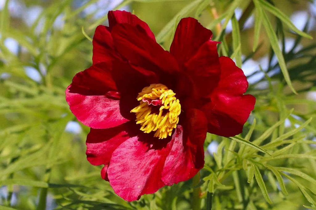 11 Different Types of Red Peonies (with Pictures) - Plantglossary