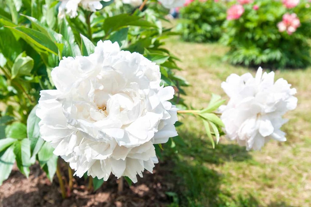 11 Amazing Fragrant Peonies (with Pictures) - Plantglossary