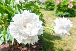 11 Amazing Fragrant Peonies (with Pictures) - Plantglossary