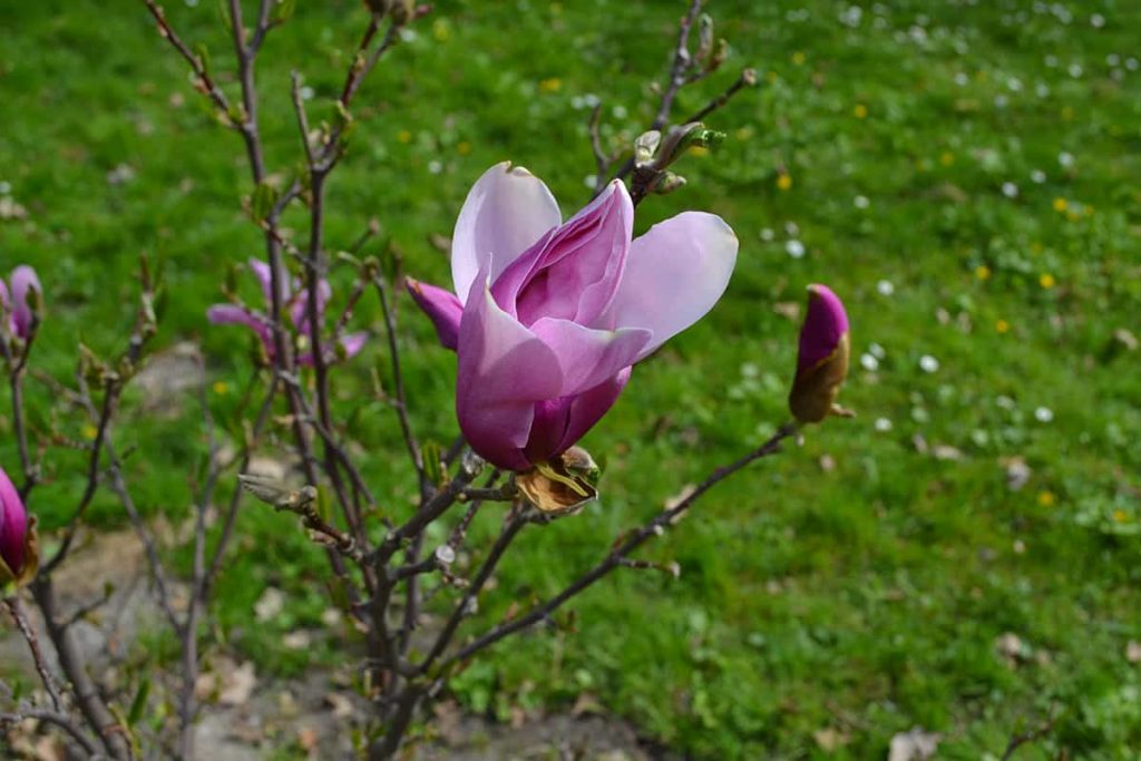 17 Magnolia Trees with Pink Flowers (with Pictures) - Plantglossary