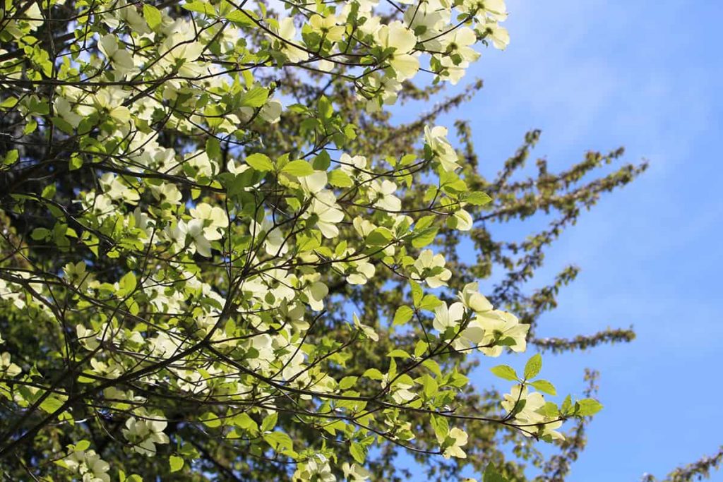 How Big Do Dogwood Trees Get? - Plantglossary