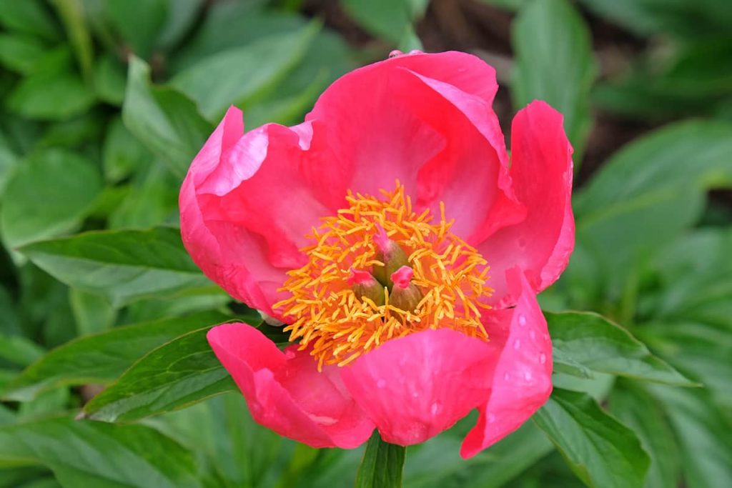 11 Different Types of Red Peonies (with Pictures) - Plantglossary