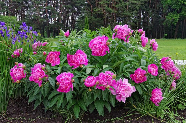 How Big Do Peonies Get? - Plantglossary