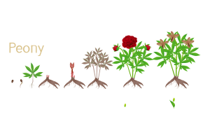 Peonies Growth Stages – How to Identify - Plantglossary