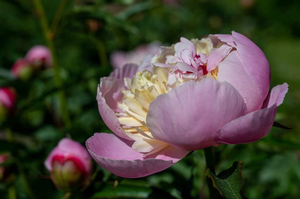 11 Amazing Fragrant Peonies (with Pictures) - Plantglossary