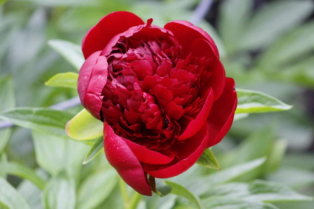11 Different Types of Red Peonies (with Pictures) - Plantglossary