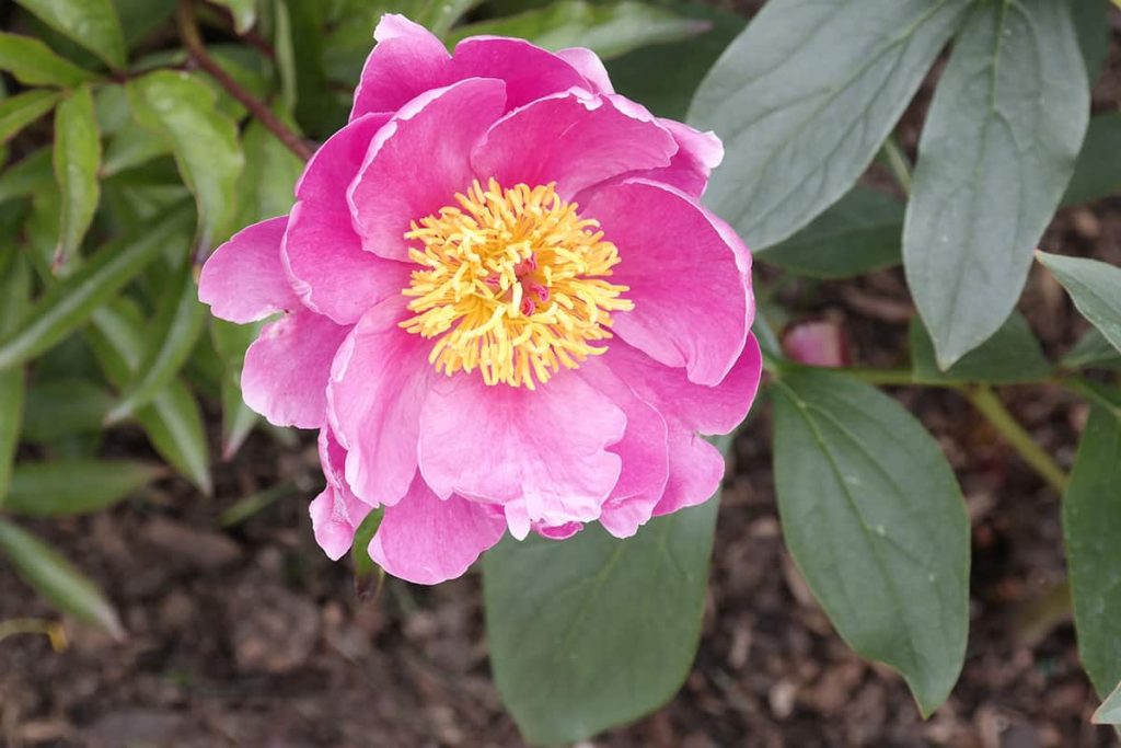11 Amazing Fragrant Peonies (with Pictures) - Plantglossary