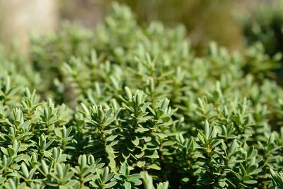 15 Dwarf Shrubs for Full Sun - Plantglossary