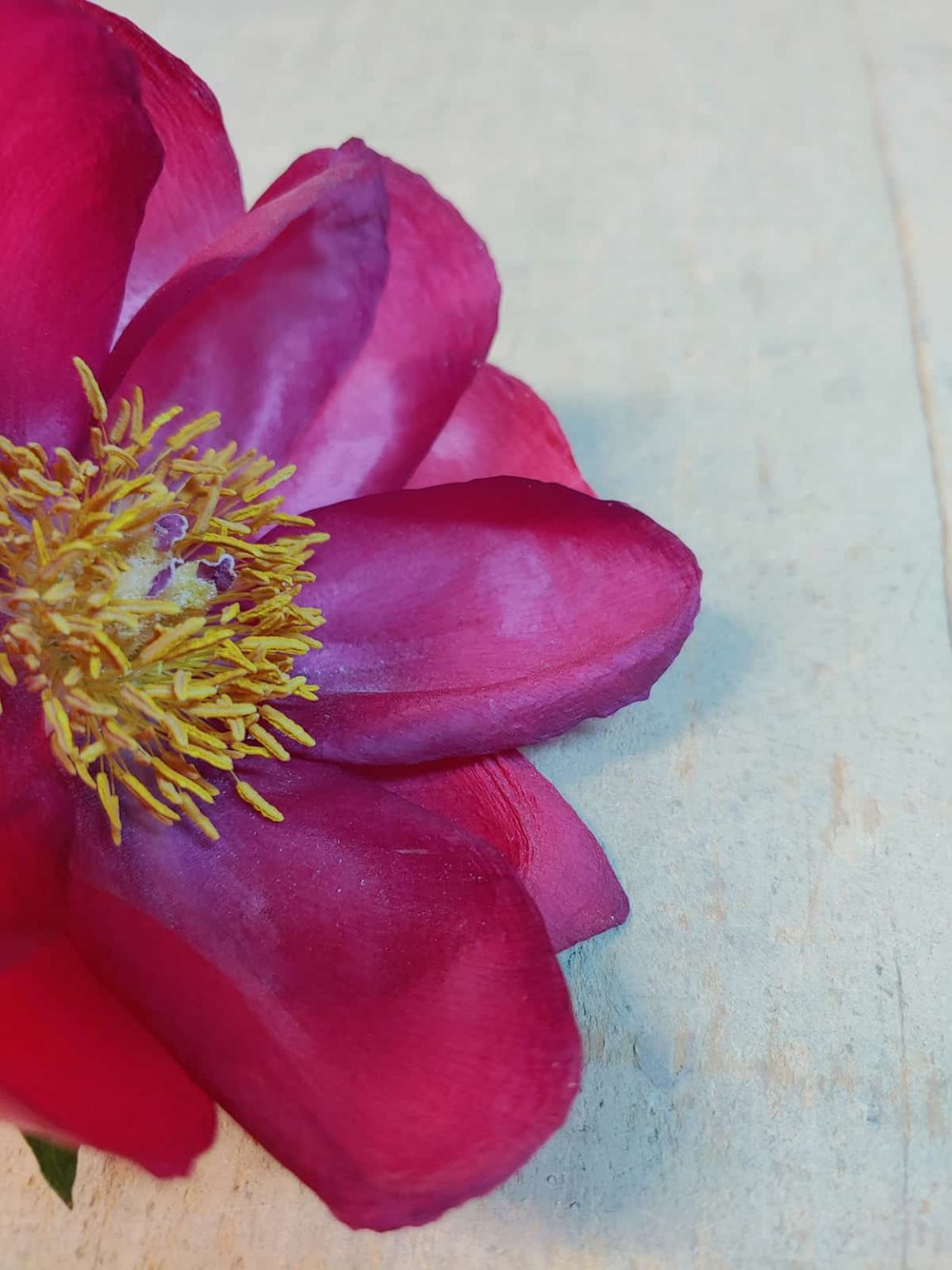 How to Dry Peonies (Two Effective Ways) - Plantglossary