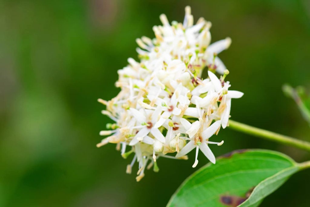 6 Types of Dwarf Dogwood Trees with Pictures - Plantglossary