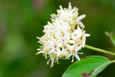 6 Types of Dwarf Dogwood Trees with Pictures - Plantglossary