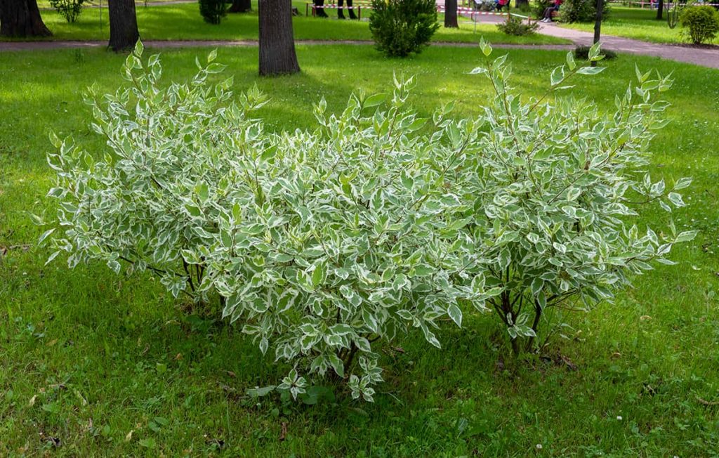 6 Types Of Dwarf Dogwood Trees With Pictures Plantglossary