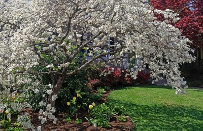 The History of The Dogwood Tree - Plantglossary