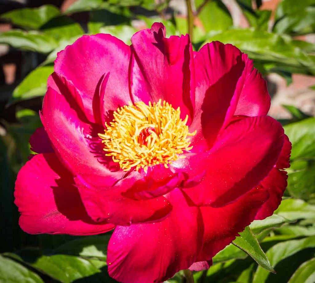 11 Different Types of Red Peonies (with Pictures) - Plantglossary