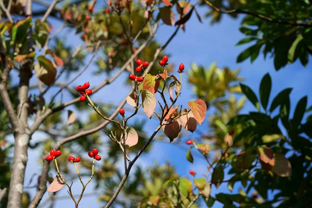 6 Types of Dogwood Trees with Red Berries - Plantglossary