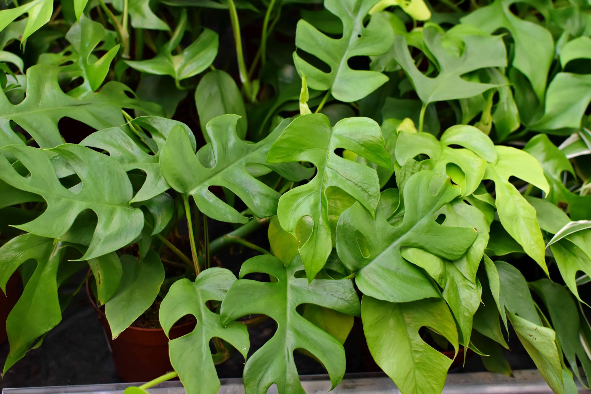 5 Types of Split-leaf Philodendron - Plantglossary