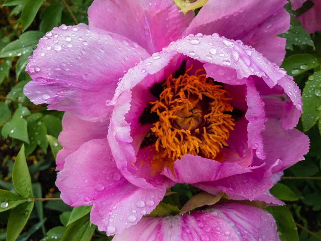 Where Are Peonies Native to? - Plantglossary
