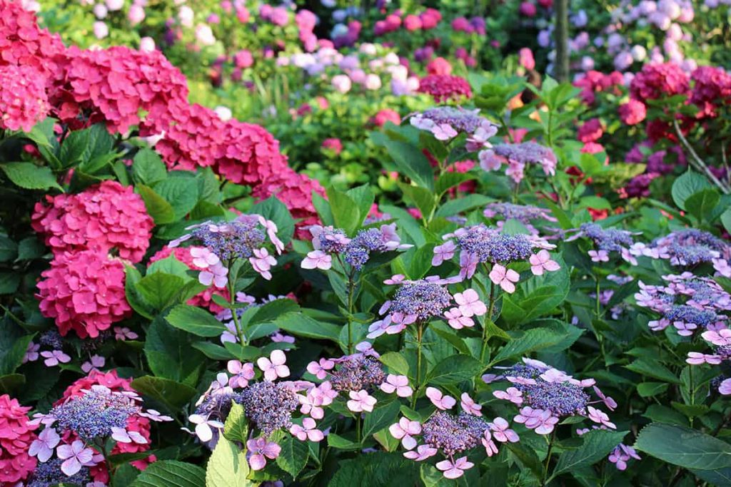 9 Tropical Flowering Shrubs - Plantglossary