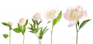 Peonies Growth Stages – How to Identify - Plantglossary
