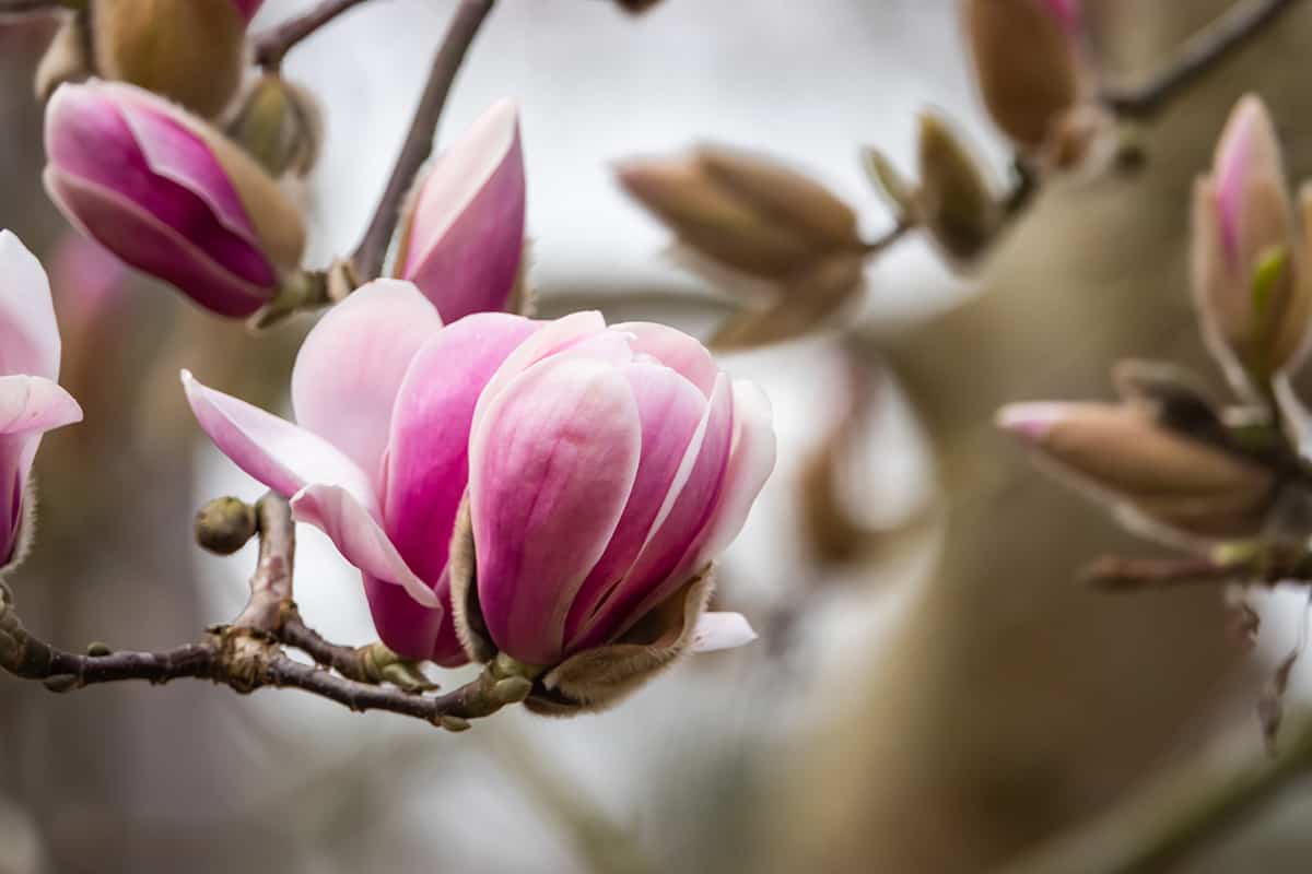 17 Magnolia Trees with Pink Flowers (with Pictures) - Plantglossary