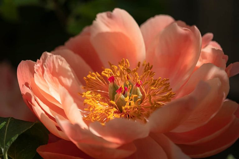 Coral Peony Varieties – Do You Know These? - Plantglossary