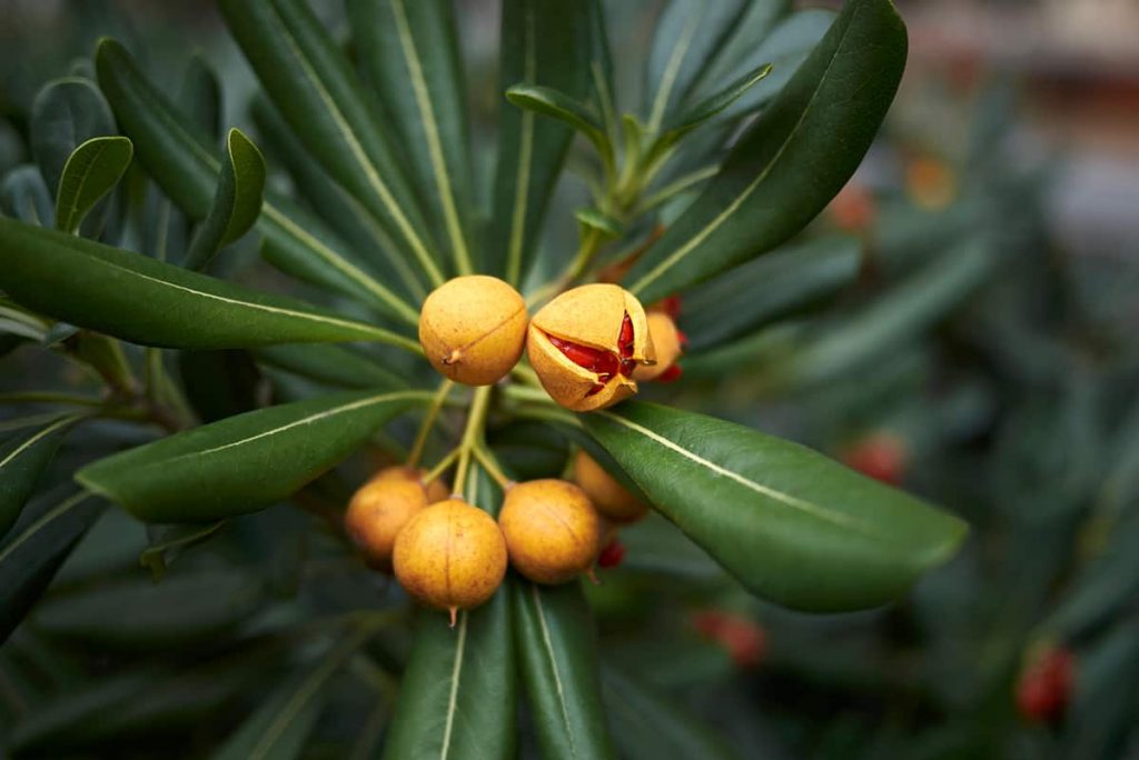 7 Stunning Trees with Orange Berries For Year-Round Color - Plantglossary