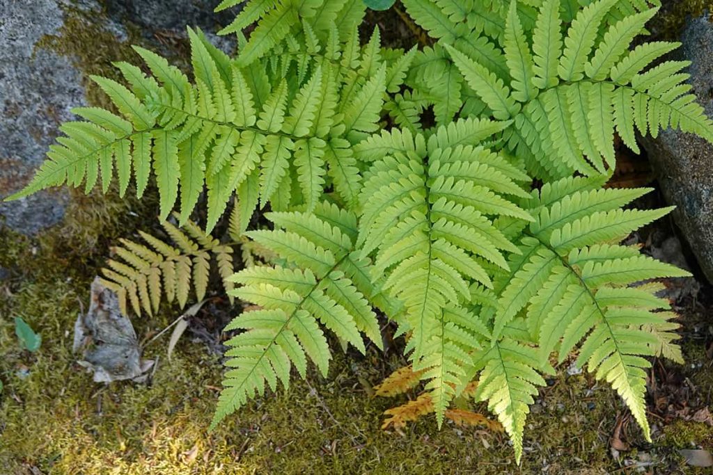 18 Different Types of Ferns (with Pictures) - Plantglossary