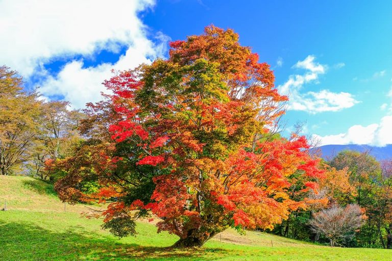 How Big Do Maple Trees Get? - Plantglossary