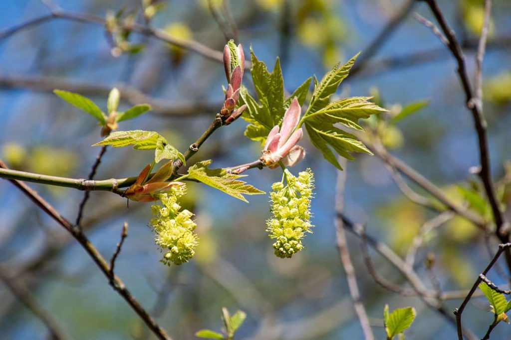When Do Maple Trees Bloom? - Plantglossary