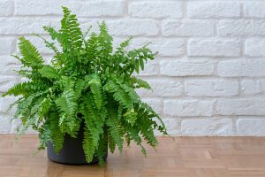 30 Different Types of Ferns (with Pictures) - Plantglossary