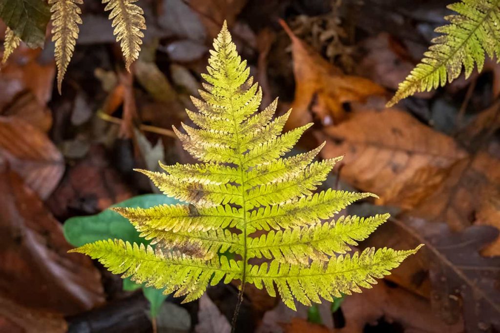 18 Different Types of Ferns (with Pictures) - Plantglossary