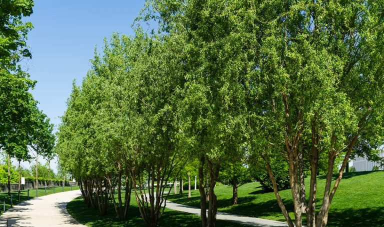 7 Types of Cypress Trees – Background, Qualities and Growing Conditions ...