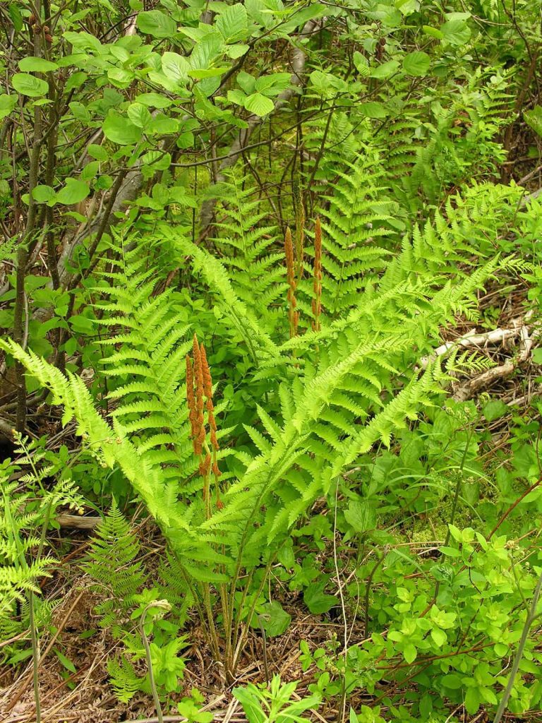 6 Ferns for pots in full sun - Plantglossary