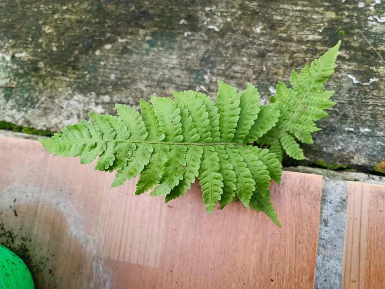 18 Different Types of Ferns (with Pictures) - Plantglossary