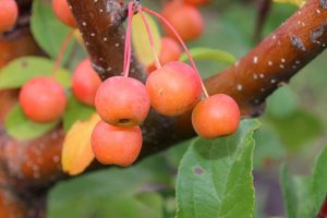 7 Stunning Trees with Orange Berries For Year-Round Color - Plantglossary