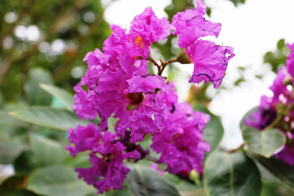 8 Beautiful Purple Flowering Trees In Spring (with Photos) - Plantglossary