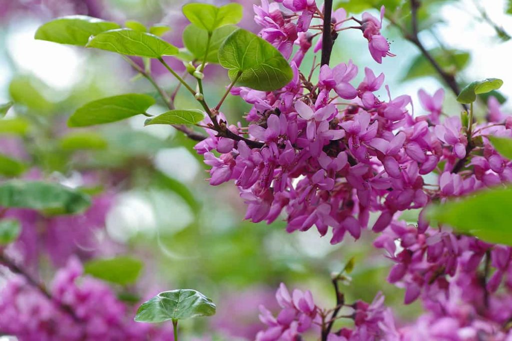 8 Beautiful Purple Flowering Trees In Spring (with Photos) - Plantglossary