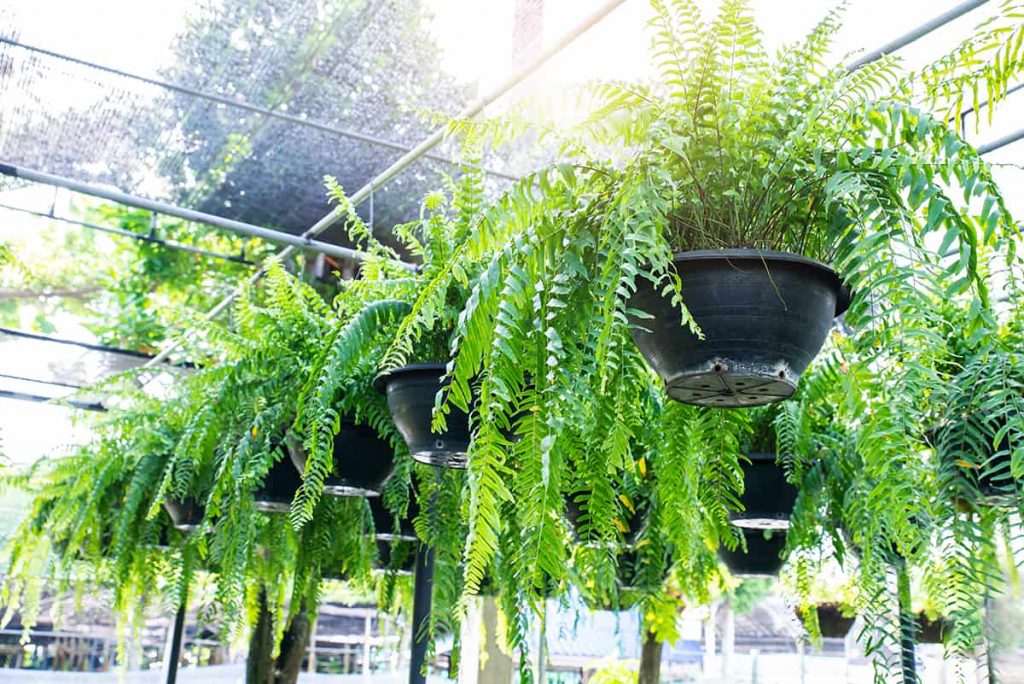 6 Ferns for pots in full sun - Plantglossary
