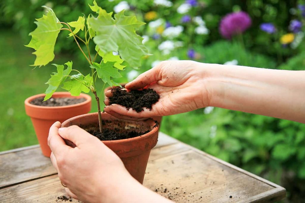 Fertilizers for Maple Trees – All You Need to Know - Plantglossary