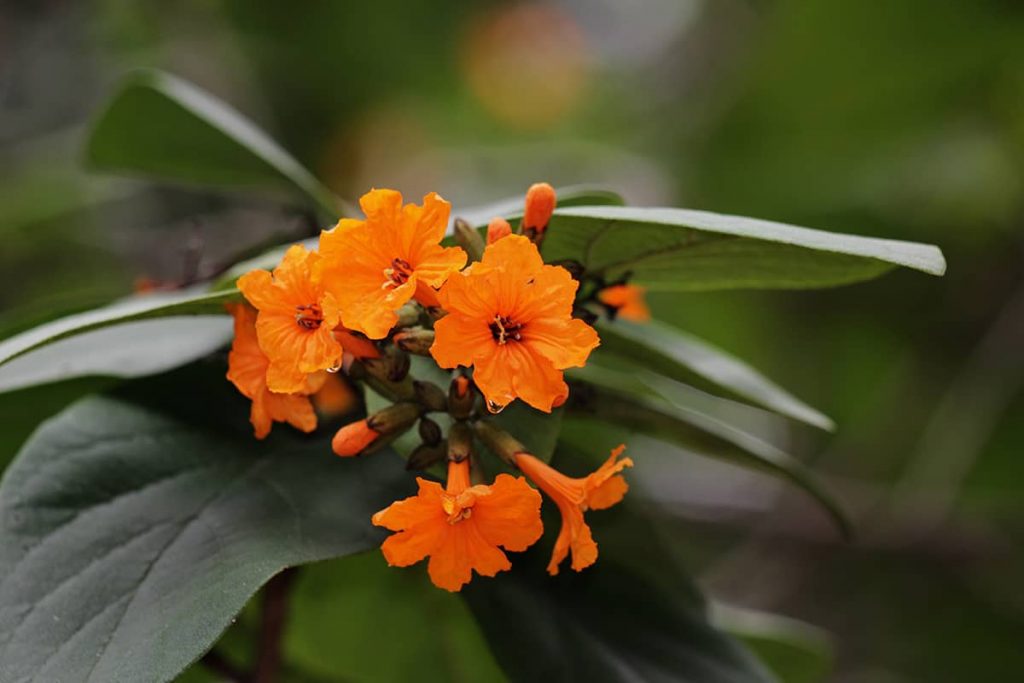 9 Trees with Orange Flowers (with Pictures) - Plantglossary