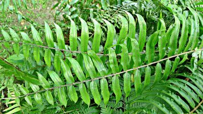 18 Different Types of Ferns (with Pictures) - Plantglossary